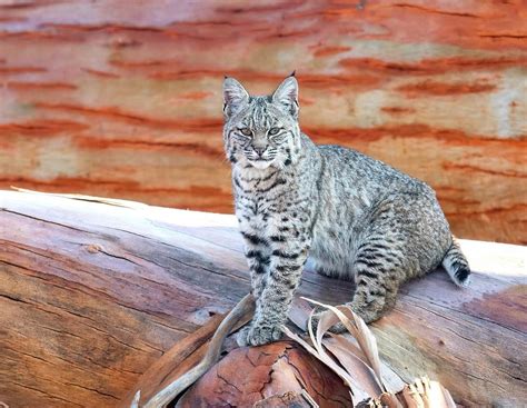 Young Bobcat On Downed Tree Photograph By Sue Griffin Fine Art America
