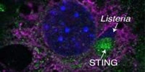 Researchers See Human Immune Response In The Fruit Fly Lab Manager