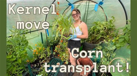 Beginner Gardener Vlog Transplanting Corn And Moving Cabbages Youtube