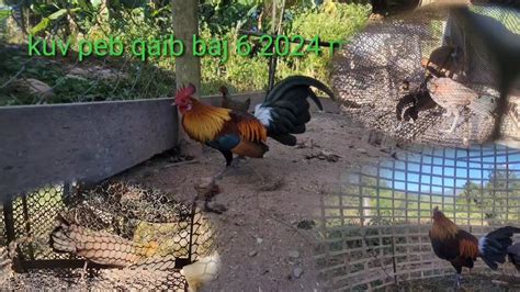 Qaib Dib Npaj 6 2024 Youtube