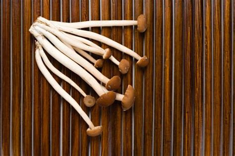 Comment reconnaître un champignon comestible guide pour débutants