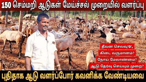 semmari aadu valarpu in tamil சமமற ஆட வளரபப பகரத