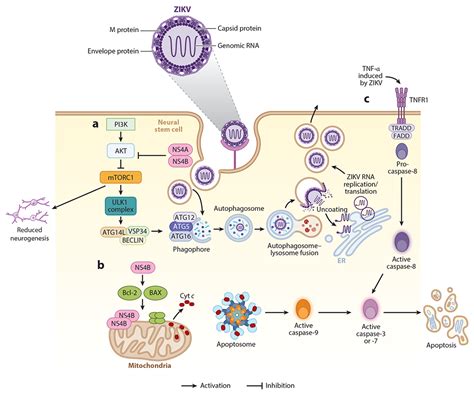 Pathogenesis Of Zika Virus Infection Pmc