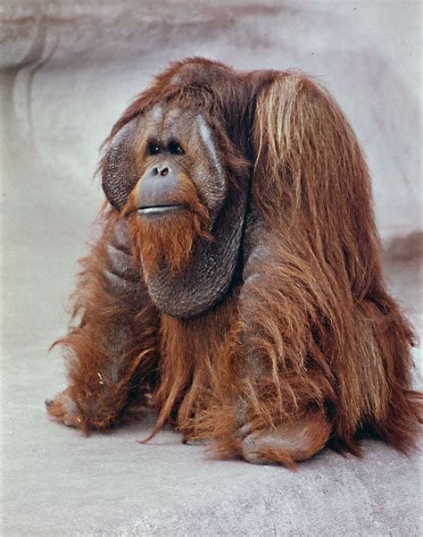 Orangutan Definition Habitat Height Weight Lifespan Scientific