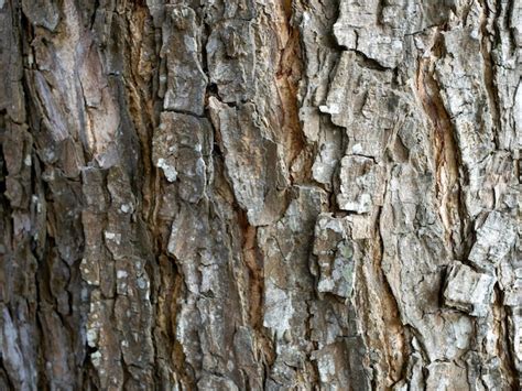 Munggur Trembesi Rain Tree Samanea Saman Casca De árvore Natural Papel