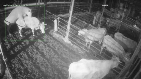 Mounting Valid Object Detection Dataset By Estrus