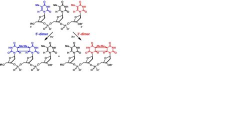 Tt Dimer Formation In Dna Hairpins Possessing Ttt Triads Effect Of