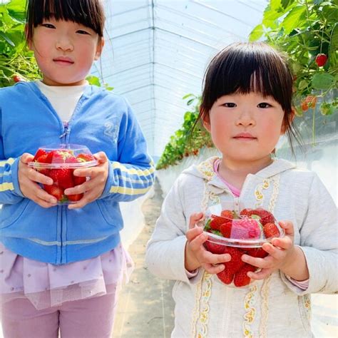 第10回茨城いちごグランプリ大賞受賞のいちごを収穫体験！森ファームにていちご狩りを5月まで開催中！｜有限会社 森ファームサービスのプレスリリース