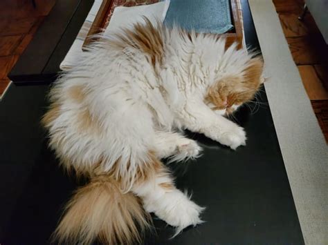 Tony The Cat Rcookiemonsterfur