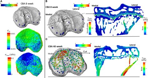Finite Element Models Of The Loaded Tibia In Cba Wild Type Mice A Download Scientific