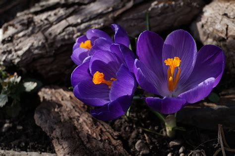 Crocus Purple Poisonous Free Photo On Pixabay Pixabay