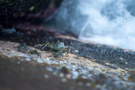 Free Selective Focus Photography Of Wheelbug On Ground Nohat Cc