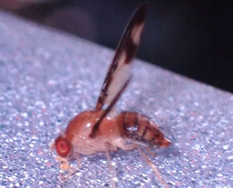Springfield Plateau Antlered Flutter Fly