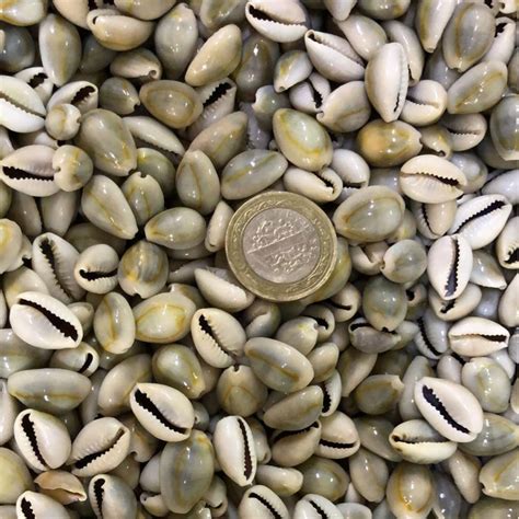 Cyprea Annulus Kiloluk Deniz Kabuğu 1 Kg