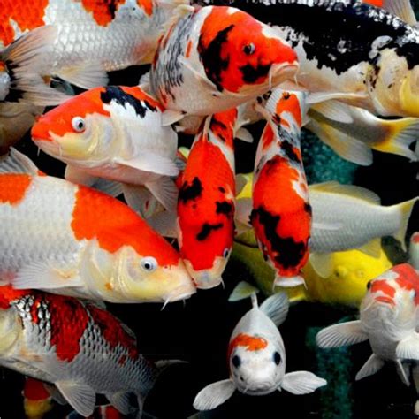 Selected Koi Available From Shirley Aquatics