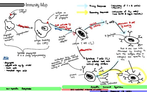 Immunity Map Notes Immunity Map Primary Response Stimulation Of T T