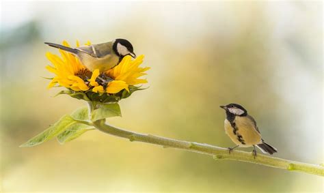 Koolmees Vogelbescherming