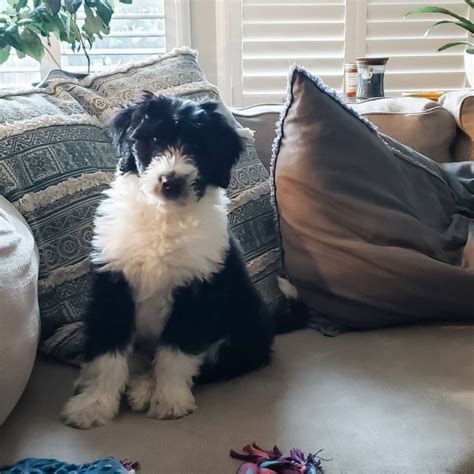 Best Aussiedoodle Generations F1 F1b F1bb F2 F2b F3