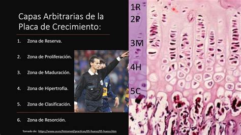 Etapas de Osificación Endocondral YouTube