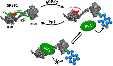 Molecular Interactions Connecting The Function Of The Serine Arginine Rich Protein Srsf1 To
