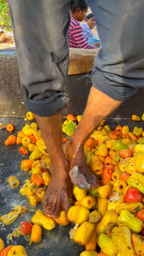 Art Of Making Kaju Feni Wine Of Goa Wine Goa Art Art Of Making
