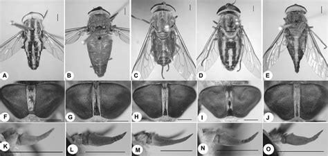 Females Of The Genus Tabanus Linnaeus From Dairy Farms In Amphur