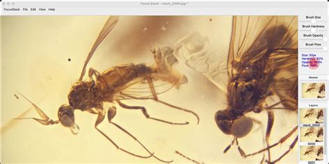 Github Lucalista Shinestacker Focus Stacking Code