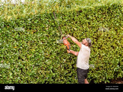 Professional Gardener Cuts Hedge With An Electric Hedge Trimmer Autumn Garden Maintenance Stock