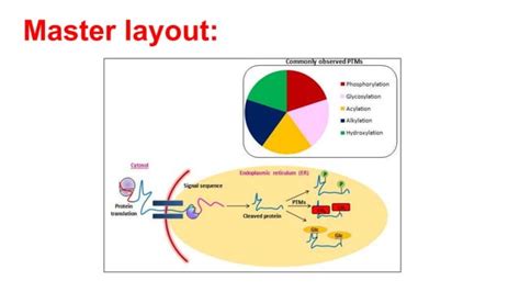 Posttranslational Modifications Ppt