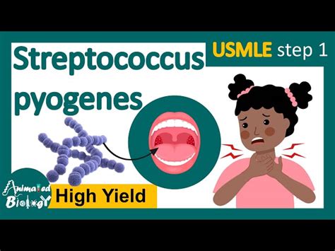 Streptococcus Pyogenes An Overview Sciencedirect Topics 57 Off