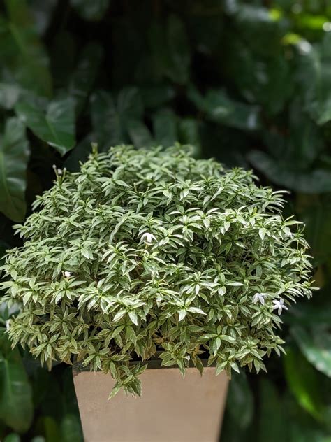 Evata Silver Plant In Titanium Finish Cement Pot 28 Feet Display H