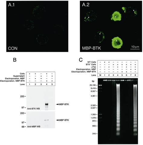 Anti Apoptotic Properties Of Btk Confirmed By Btk Protein Download
