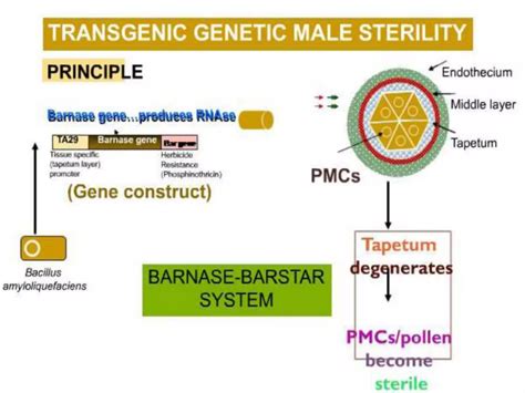 Barnase Barstar System Pptx