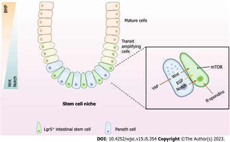 Paneth Cells Diagram Intestinal Stem Cells And Celiac Disease