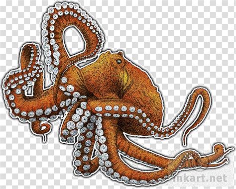 Giant Pacific Octopus Drawing