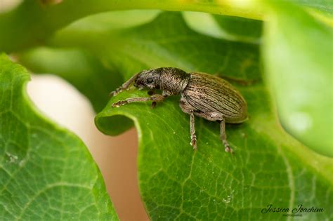 Polydrusus Marginatus Les Carnets Nature De Jessica Photographie Et