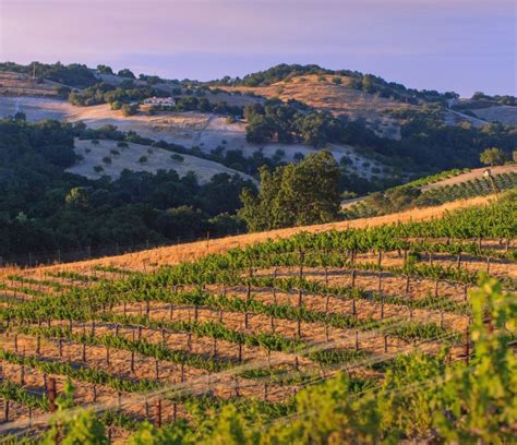 Central Coast Ca Hotel Allegretto Vineyard Resort