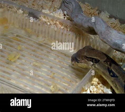 Constrictor Snake Stock Videos And Footage Hd And 4k Video Clips Alamy
