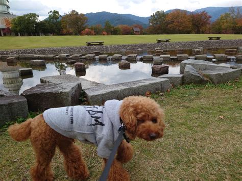 福井県総合グリーンセンター 犬OKかなり広いわんちゃんOKの公園 Withわん 愛犬お出かけ口コミクチコミサイト