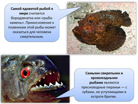 Позвоночные Рыбы земноводные презентация онлайн