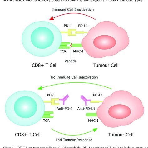 Pd L1 On Tumour Cells Works Through The Pd 1 Receptor On T Cells To