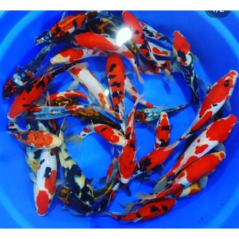 Jual Ikan Koi Blitar Cantik Size Cm Shopee Indonesia