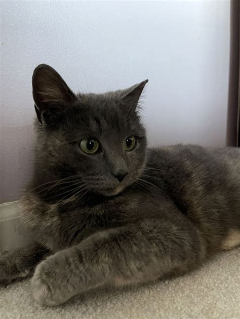 Cats For Adoption In Dupage County Illinois Alpha Paw