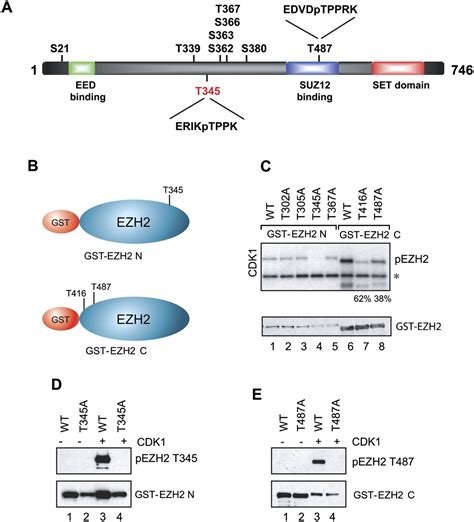 Phosphorylation Of The Prc2 Component Ezh2 Is Cell Cycle Regulated And