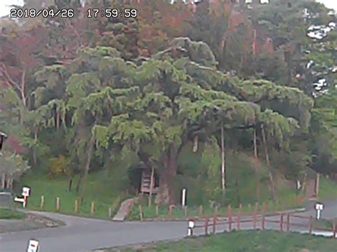 紅枝垂地蔵ザクラ（2018年の様子）｜郡山の桜｜郡山市観光協会