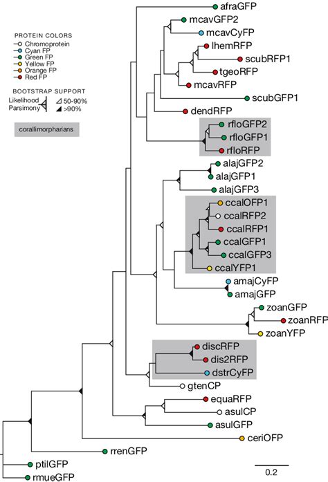 Phylogenetic Trees Showing The Relationship Of Corynactis Californica