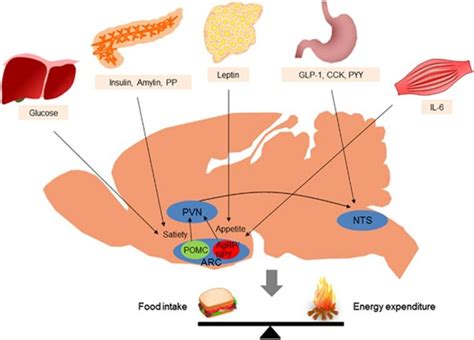 Emerging Role Of The Brain In The Homeostatic Regulation Of Energy And