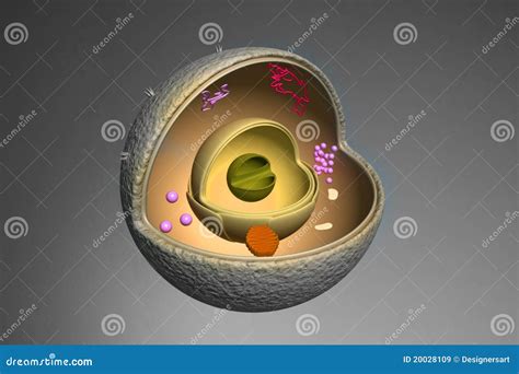 Nucleus Cross Section