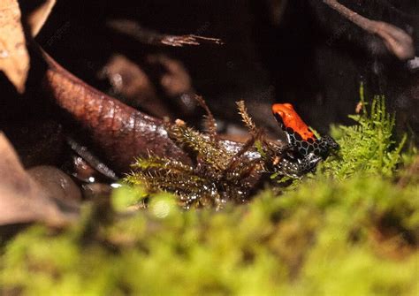 Red Backed Dart Frog Background Images Hd Pictures And Wallpaper For