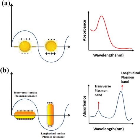 Schematic Of Plasmon Oscillation And Measured Absorbance Spectra Of A